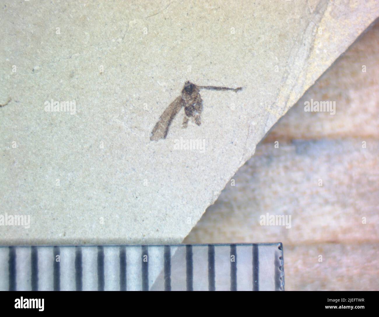 Undet heteroptera animalia hi-res stock photography and images - Alamy