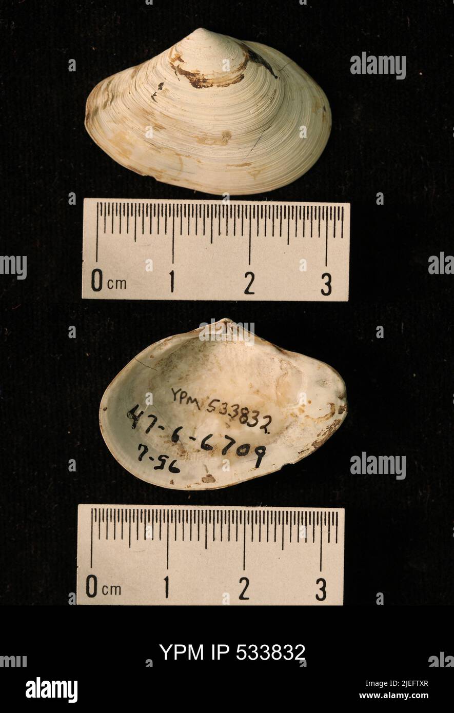 Macoma calcarea gmelin hi-res stock photography and images - Alamy