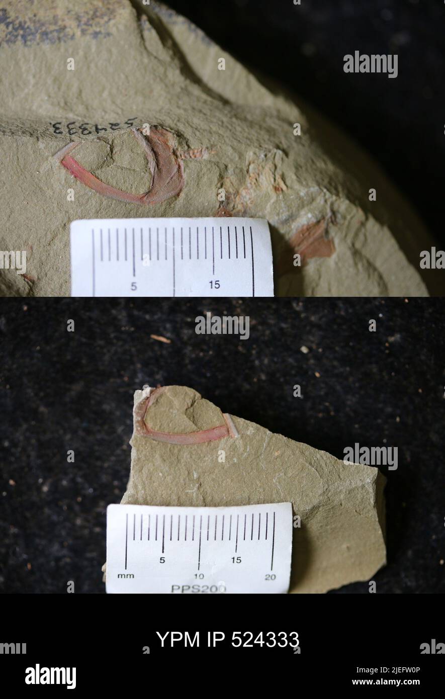 Cothurnocystis sp animalia hi-res stock photography and images - Alamy