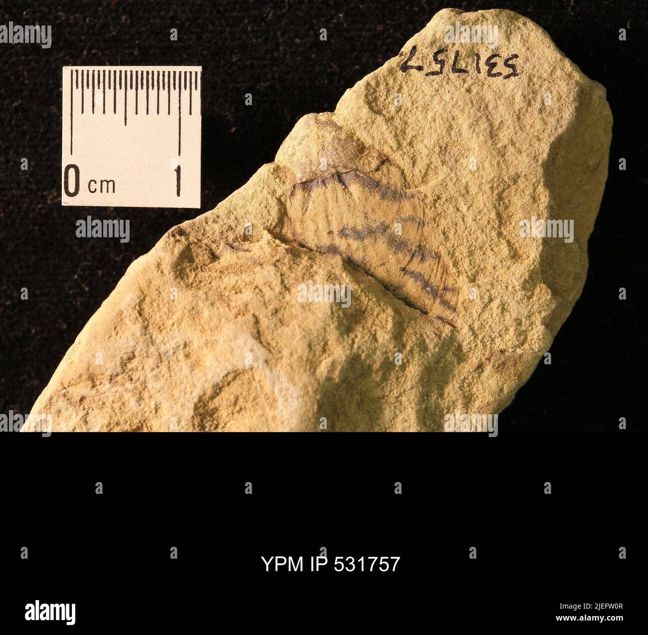 Pentamerida hi-res stock photography and images - Alamy