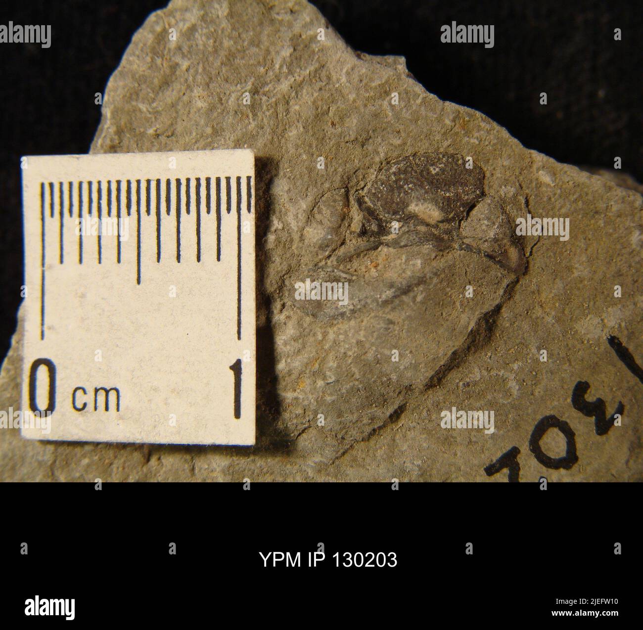 Eldredgeops rana (Green Stock Photo - Alamy