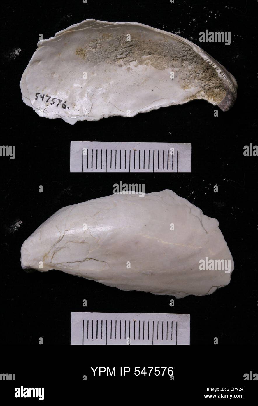 Modiola modiolus (Linnaeus, 1758 Stock Photo - Alamy