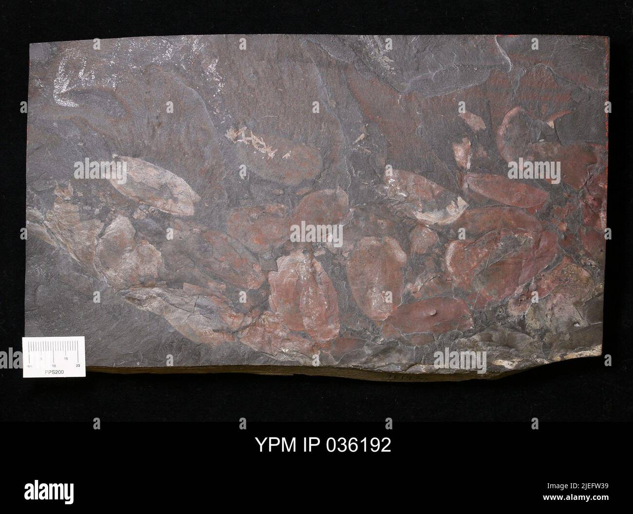 Canadaspis perfecta (Walcott Stock Photo - Alamy