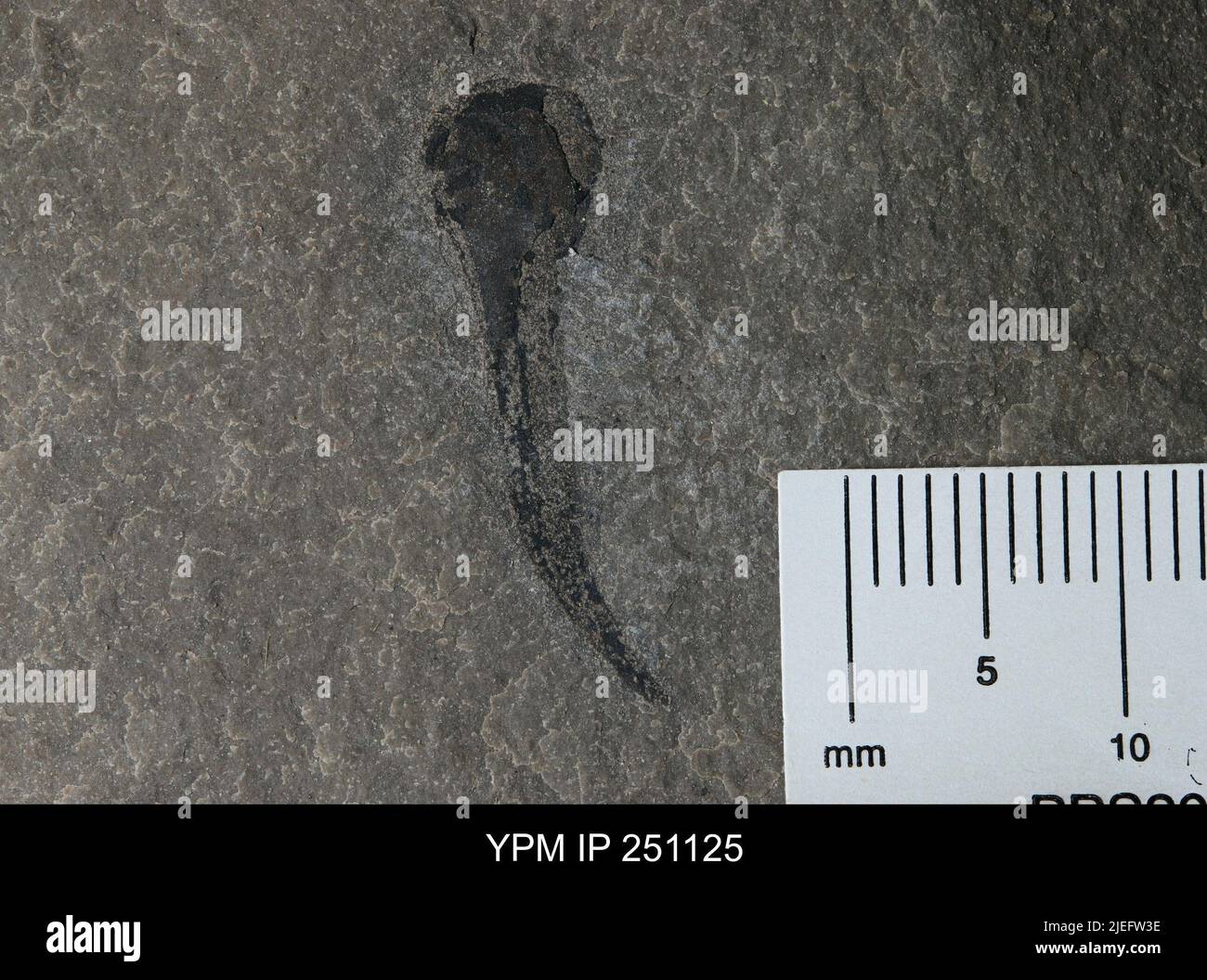 Cooksonia plants hi-res stock photography and images - Alamy