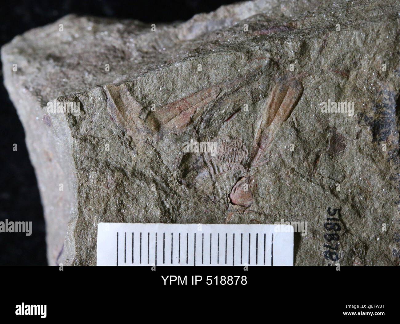 Hyolith hi-res stock photography and images - Alamy