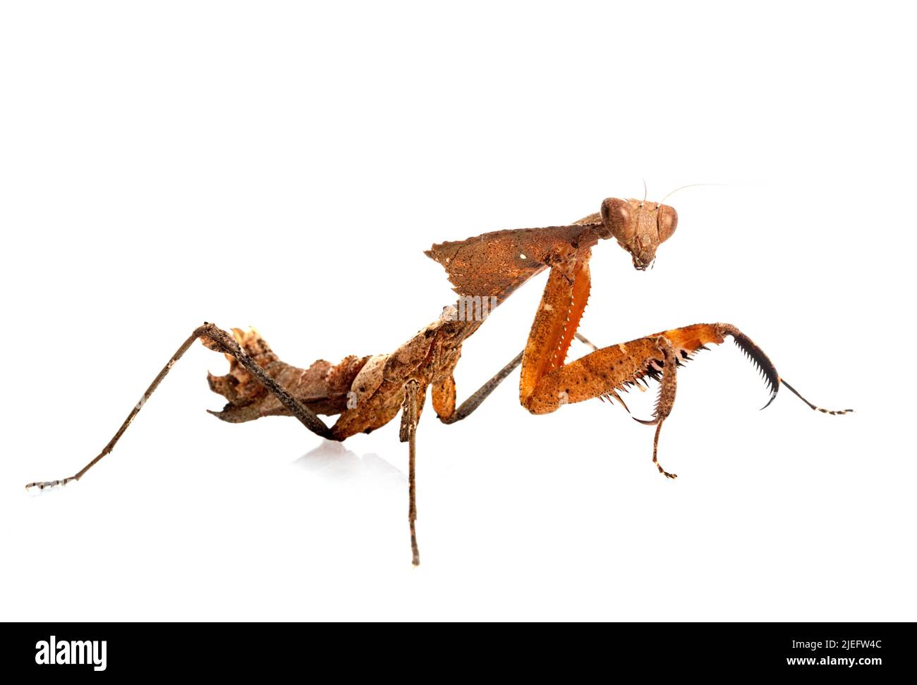 Deroplatys Cut Out Stock Images & Pictures - Alamy