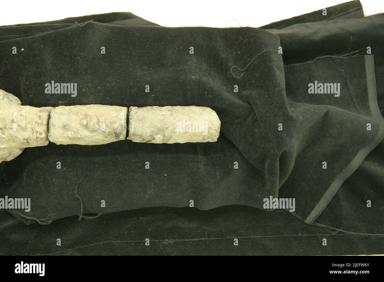 Endoceras proteiforme hall animalia hi-res stock photography and images ...