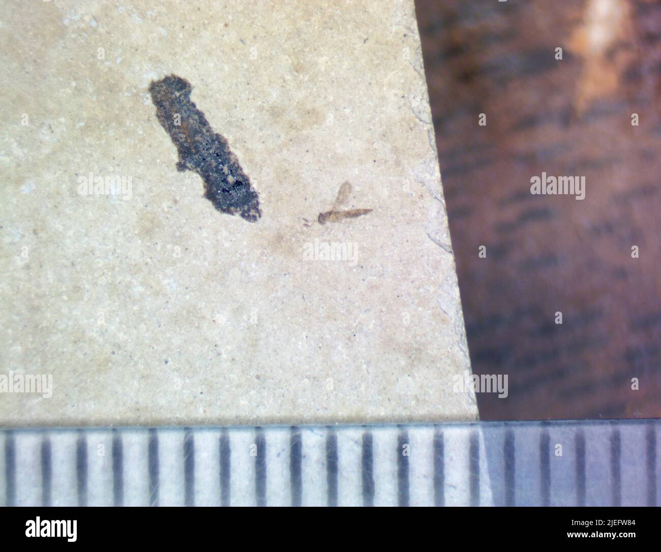 Undet pterygota animalia hi-res stock photography and images - Alamy