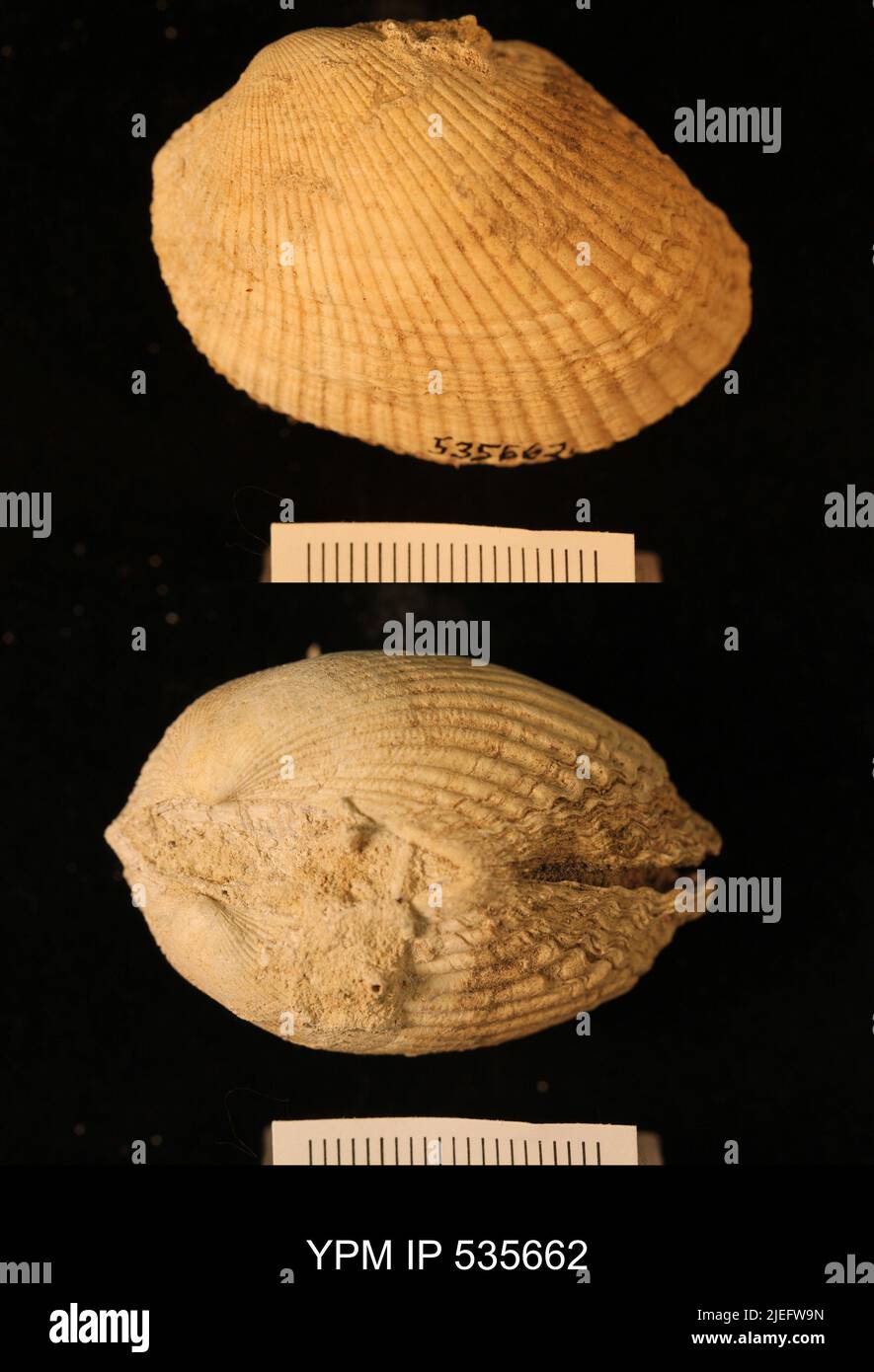 Arcidae hi-res stock photography and images - Alamy