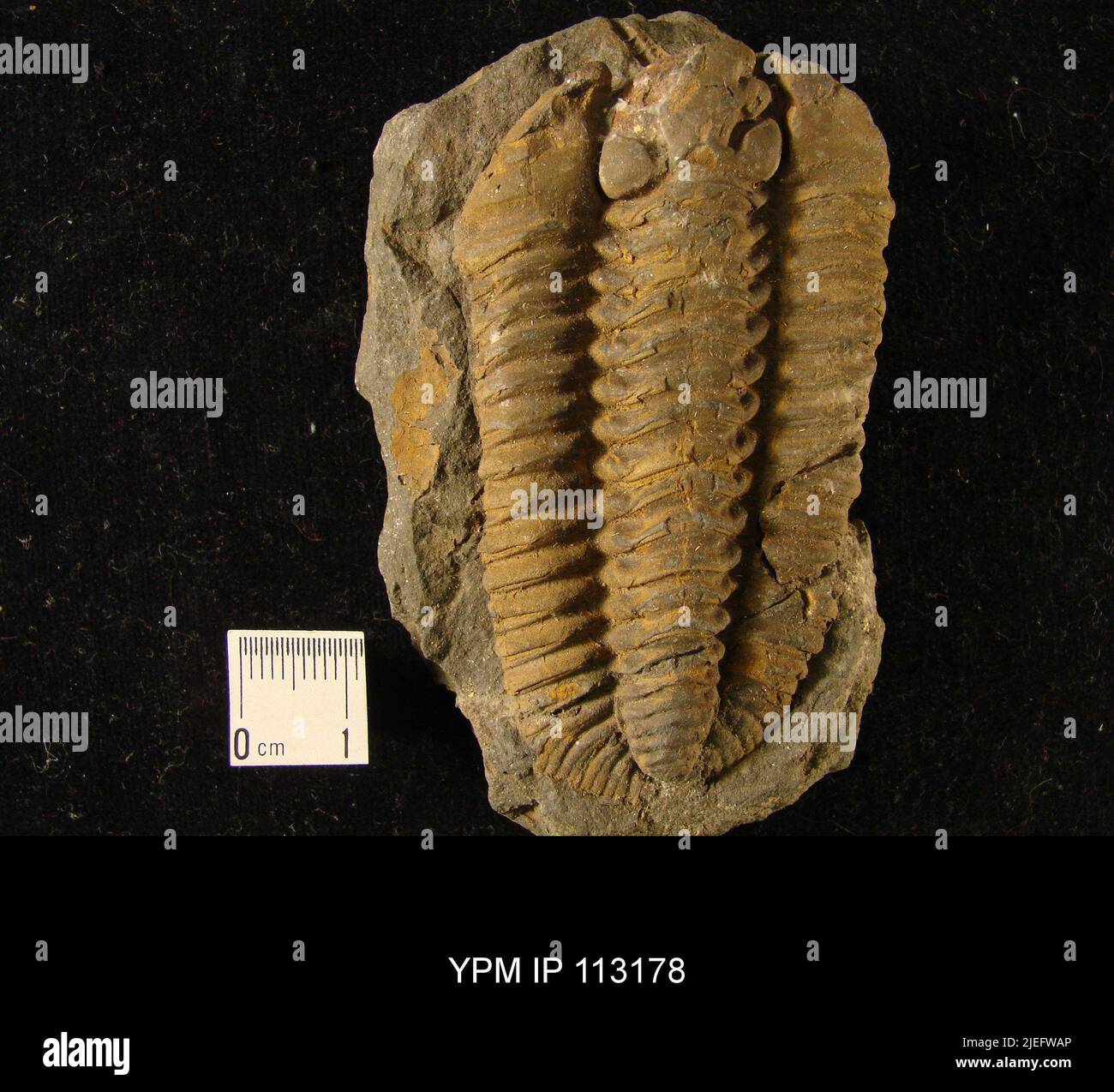 Incerta hi-res stock photography and images - Alamy