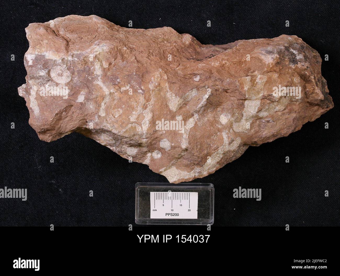 Archaeocyatha hi-res stock photography and images - Alamy