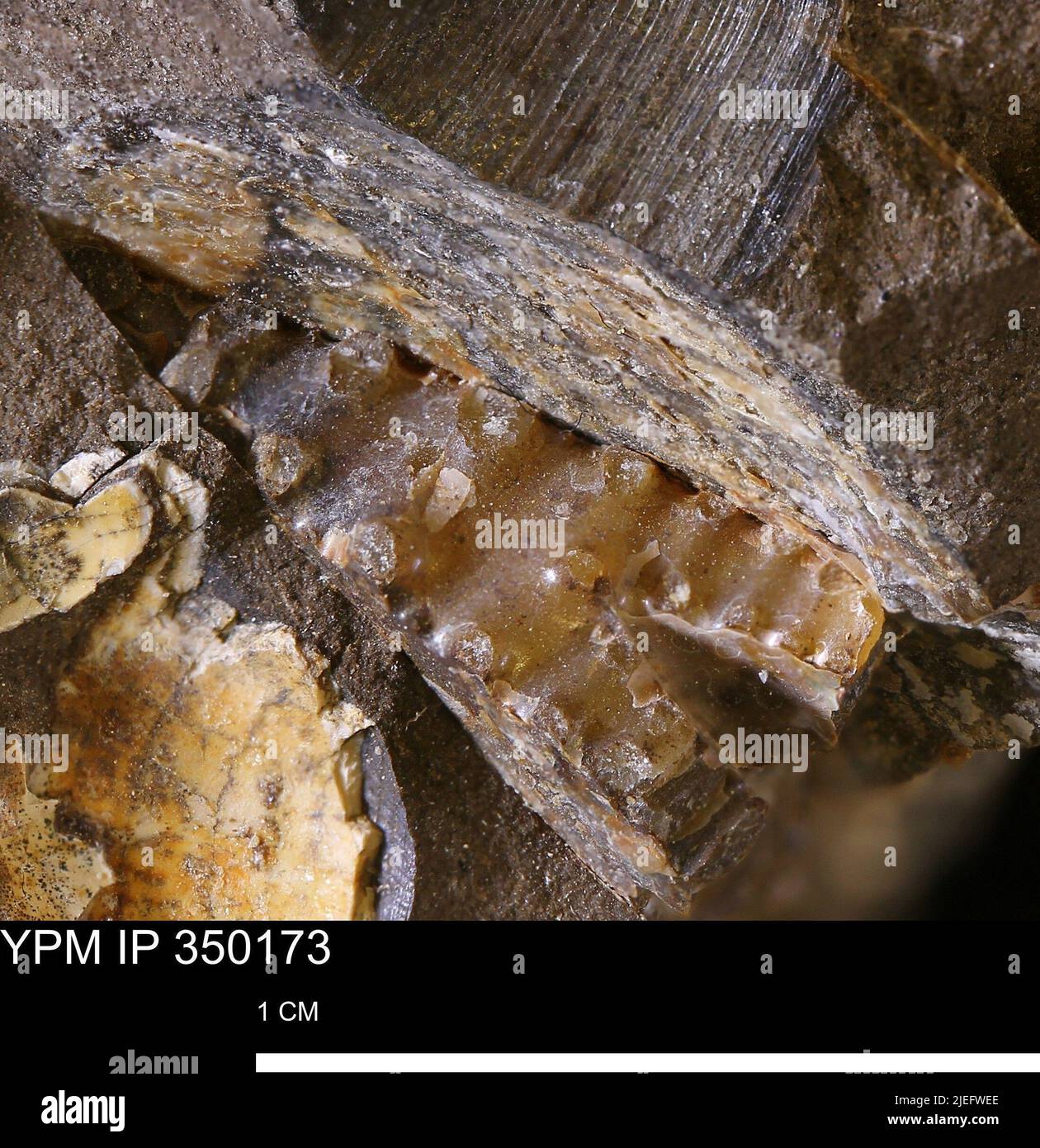 Sphenodiscus sp hi-res stock photography and images - Alamy