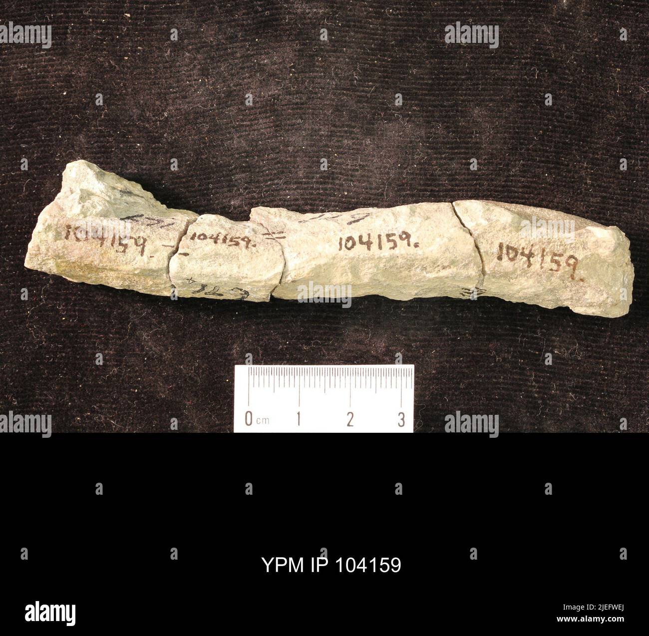 Beatricia undulata animalia hi-res stock photography and images - Alamy