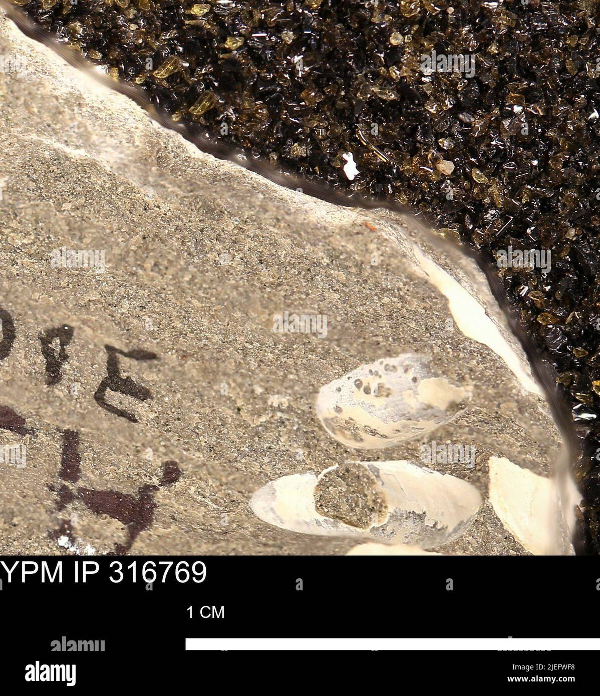 Undet animalia animalia animals hi-res stock photography and images - Alamy