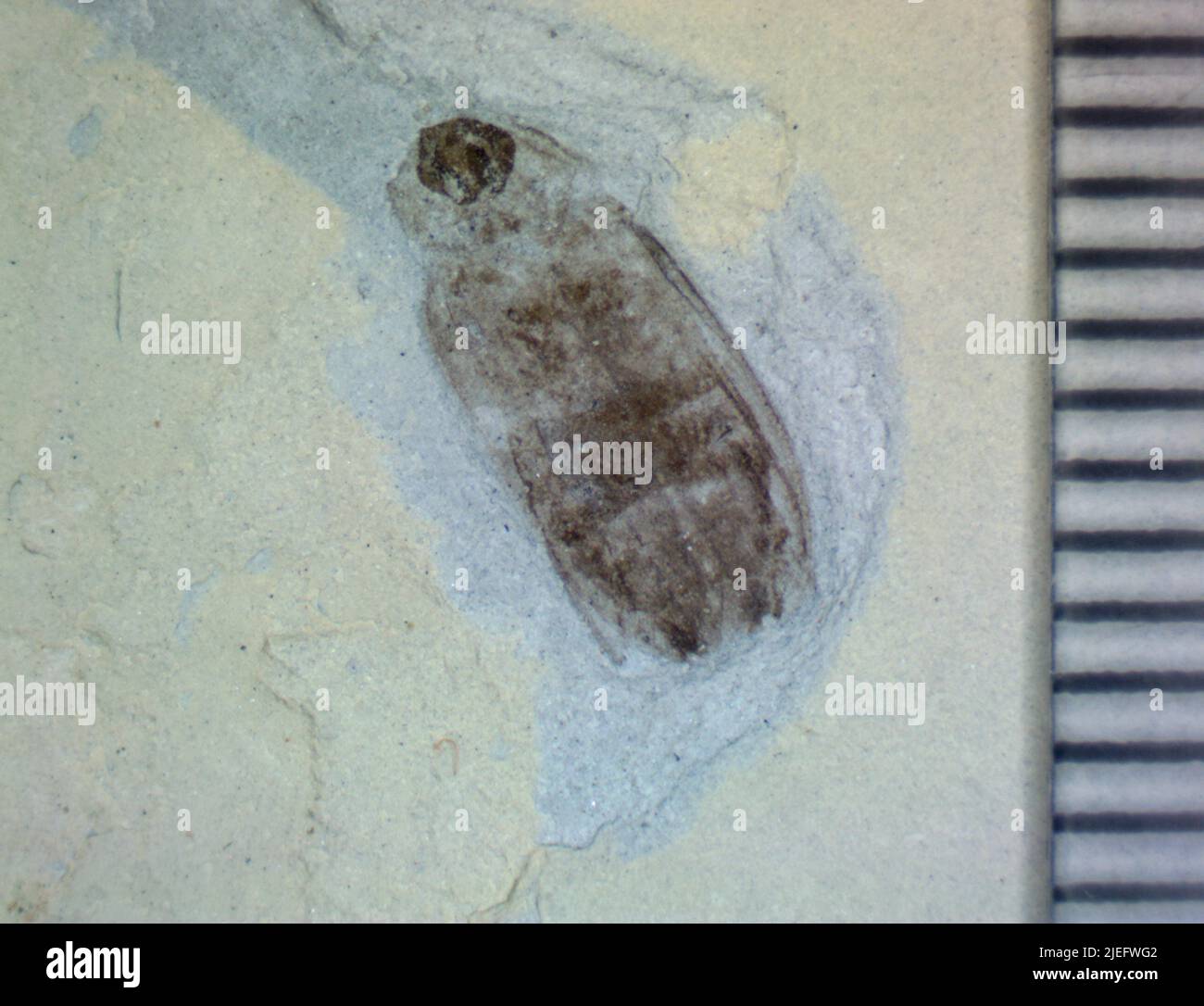 Coleopteran class hi-res stock photography and images - Alamy