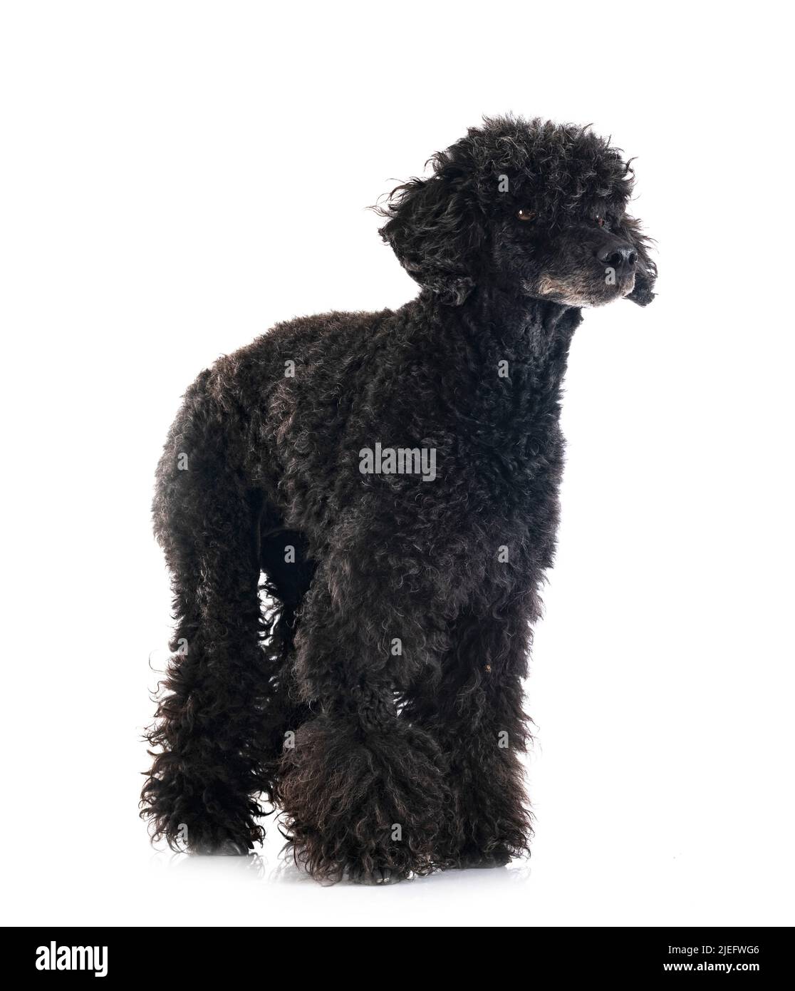 black poodle in front of white background Stock Photo - Alamy