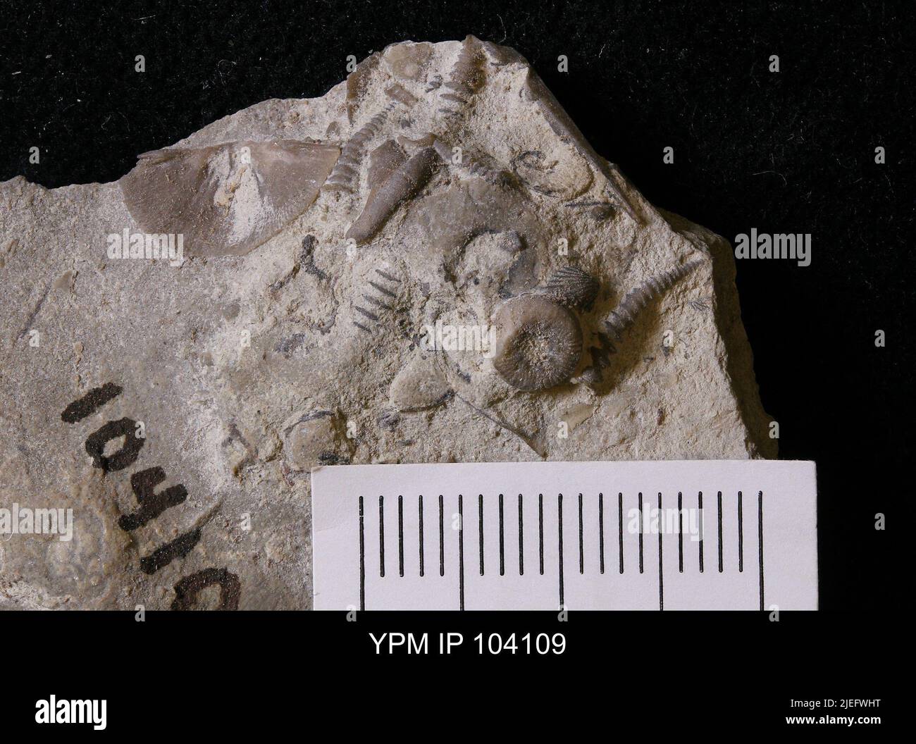 1874 animalia hi-res stock photography and images - Alamy