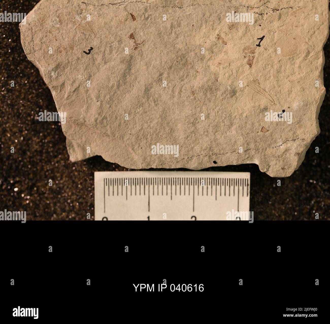 Order blattaria hi-res stock photography and images - Alamy