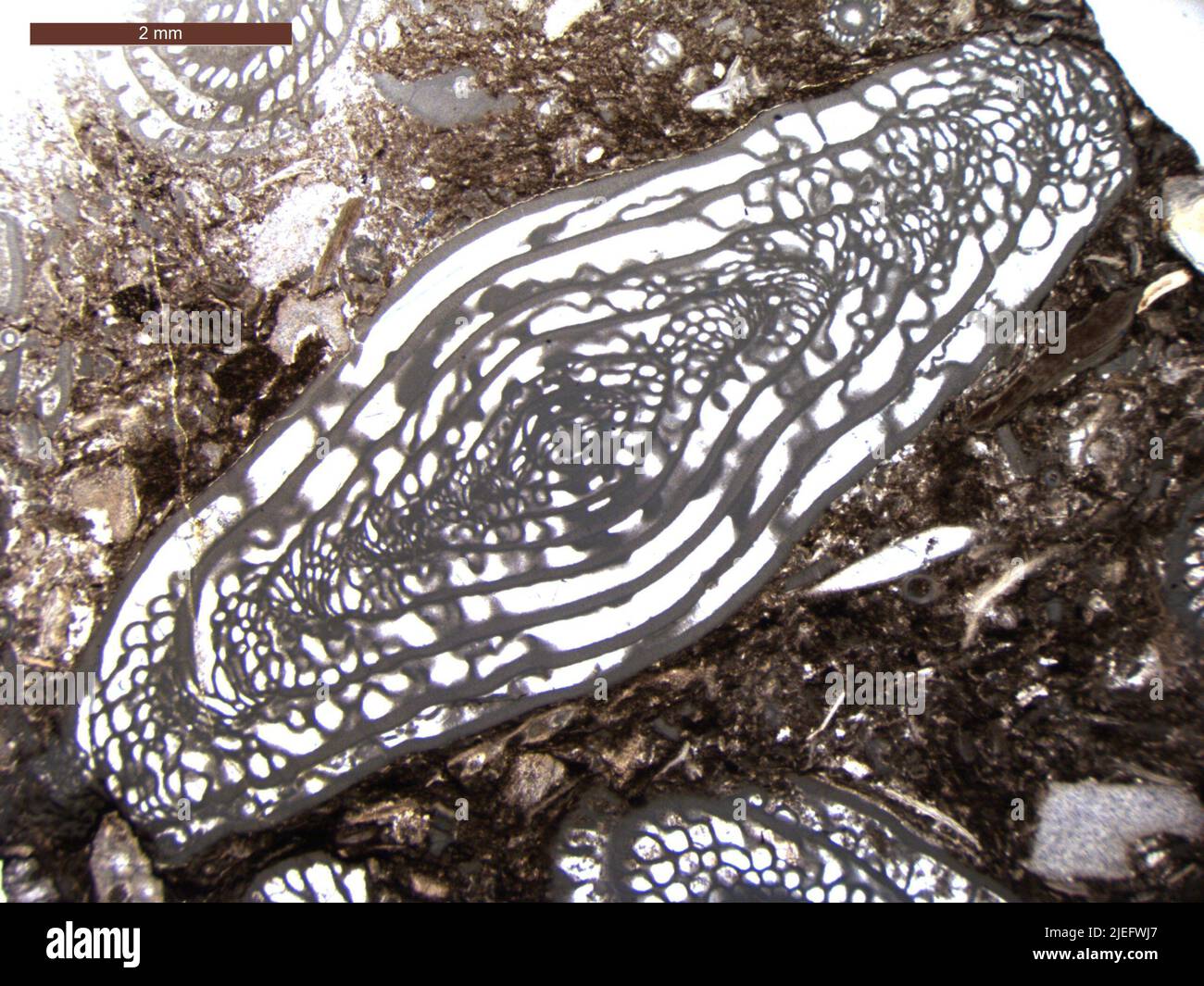 Triticites meeki moller protista hi-res stock photography and images ...