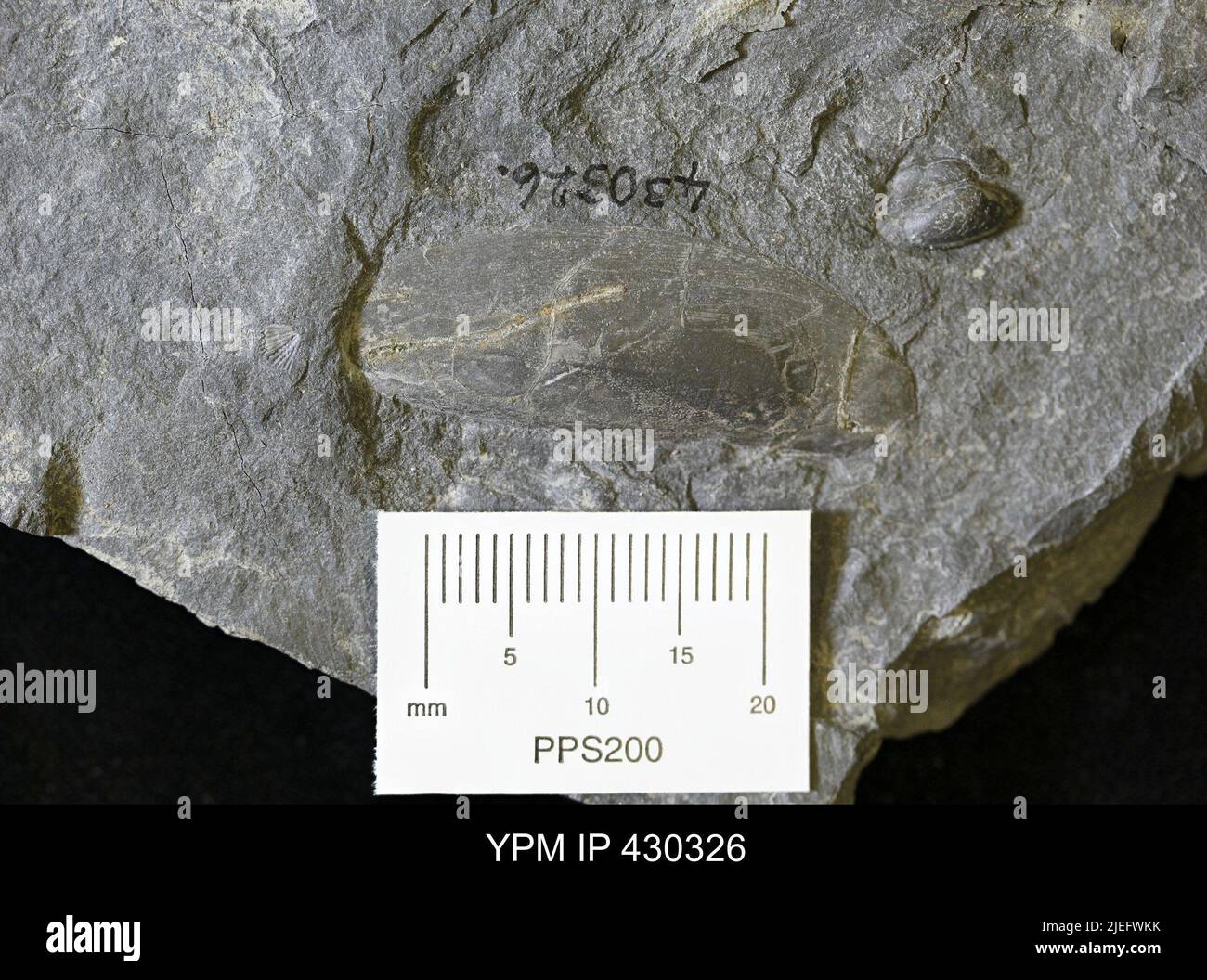 Rhinocaris sp. Clarke Stock Photo - Alamy