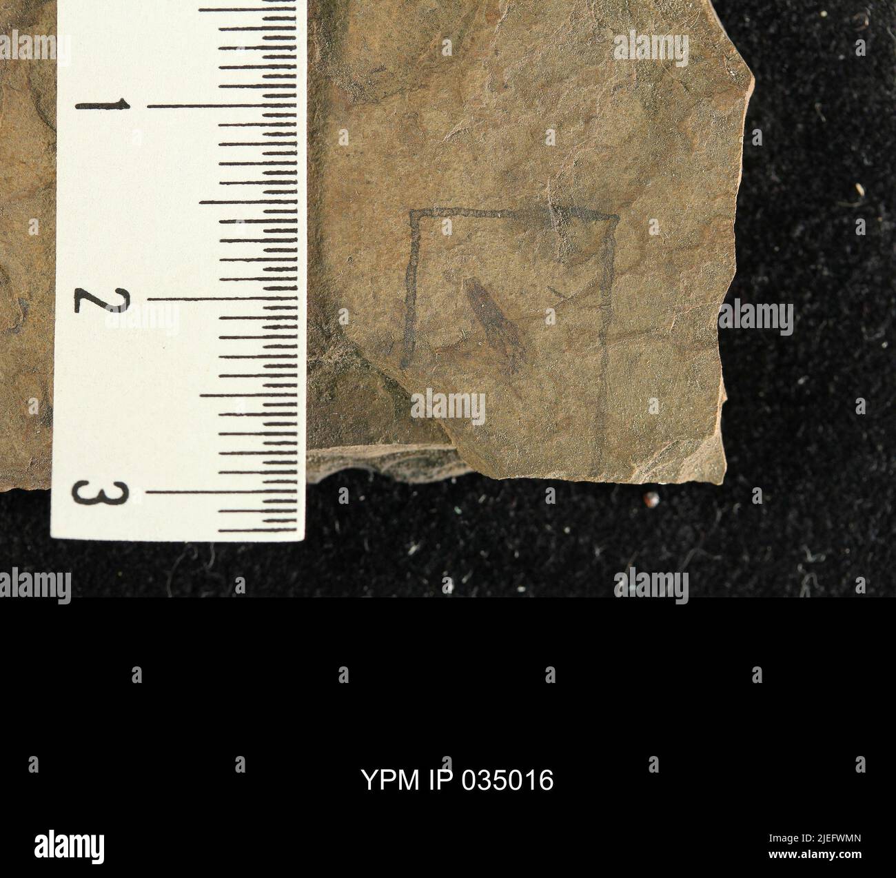 Notonecta sp animalia hi-res stock photography and images - Alamy