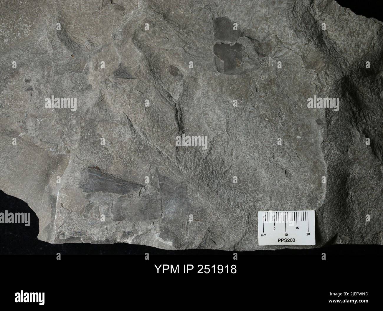 Eurypterus sp animalia hi-res stock photography and images - Alamy