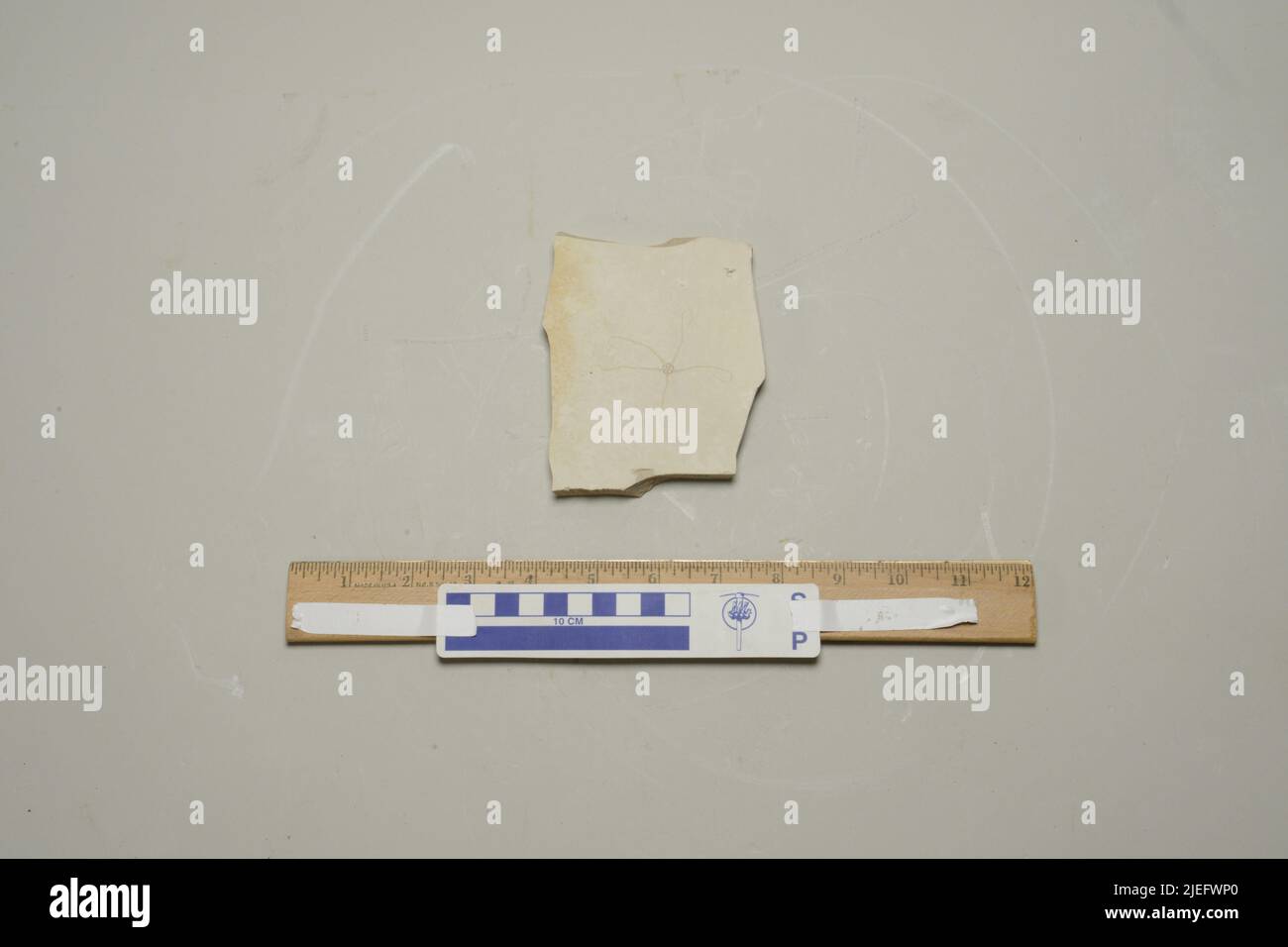 1833 animalia hi-res stock photography and images - Alamy