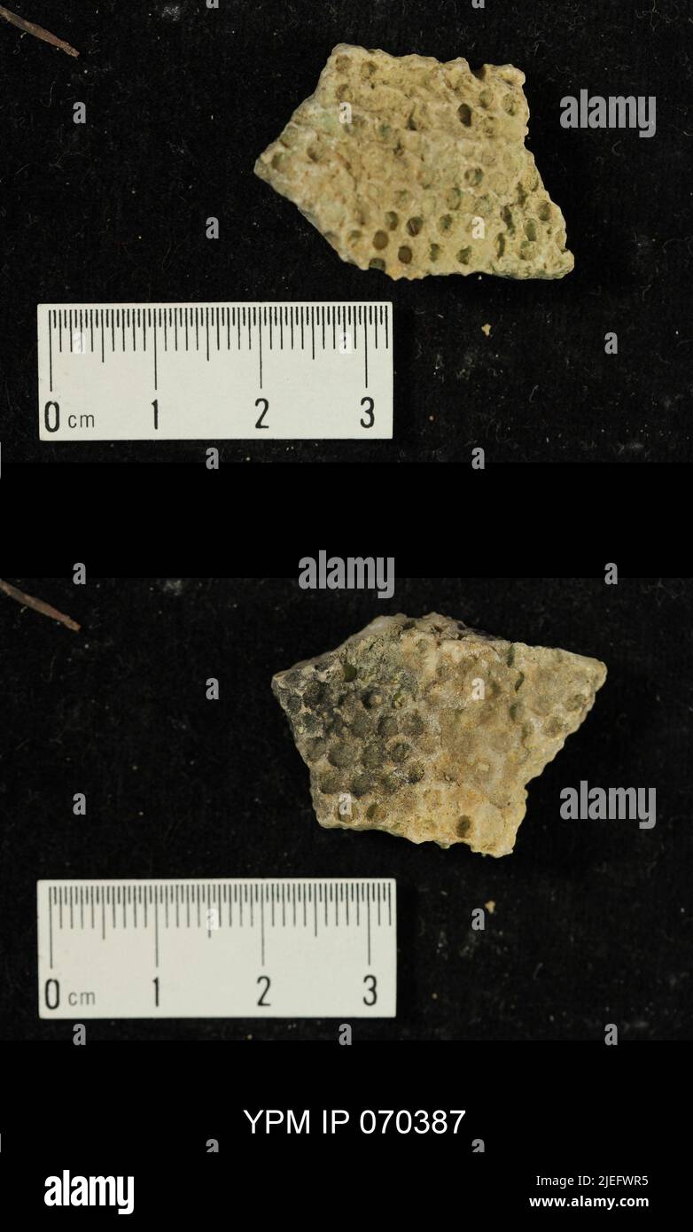 Heliolites hi-res stock photography and images - Alamy