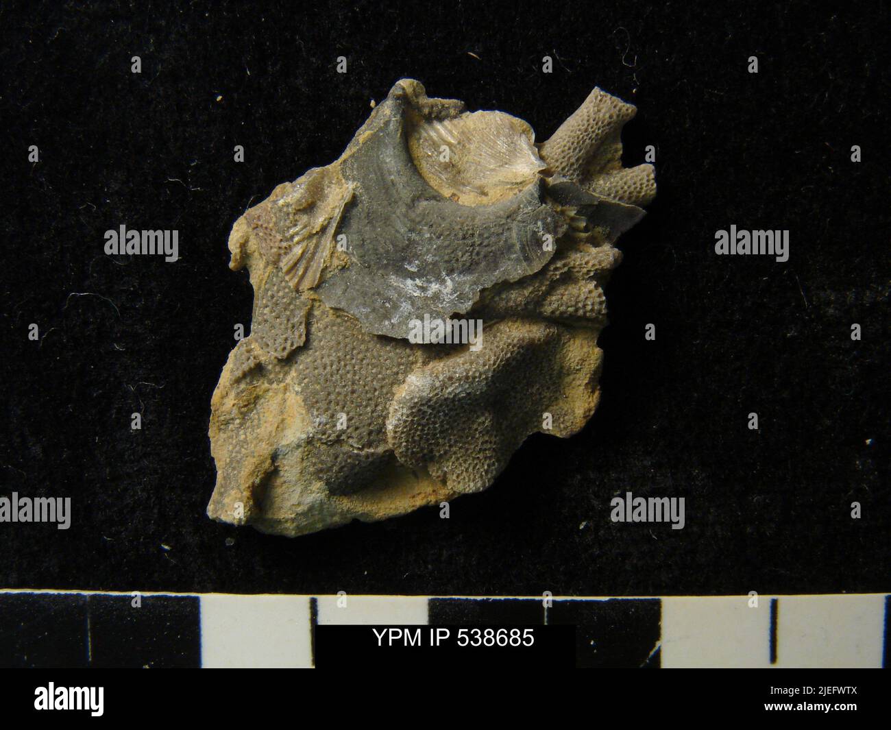 Isotelus hi-res stock photography and images - Alamy