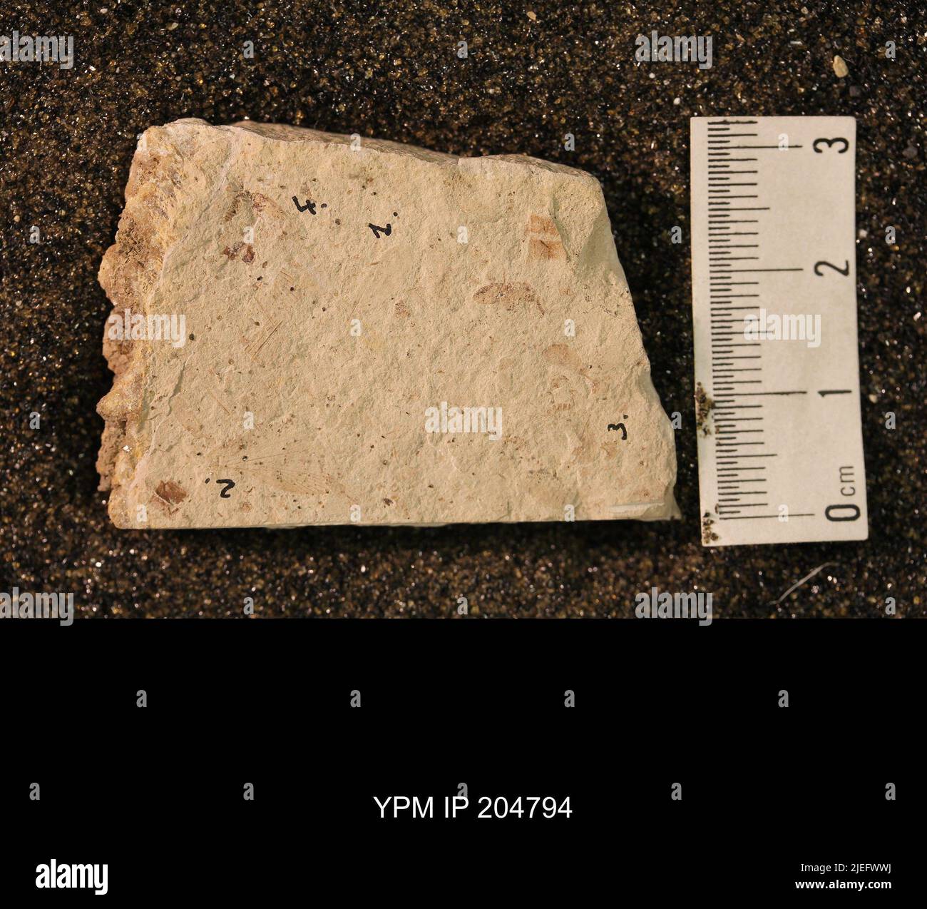 Dichentomum tinctum Tillyard Stock Photo - Alamy