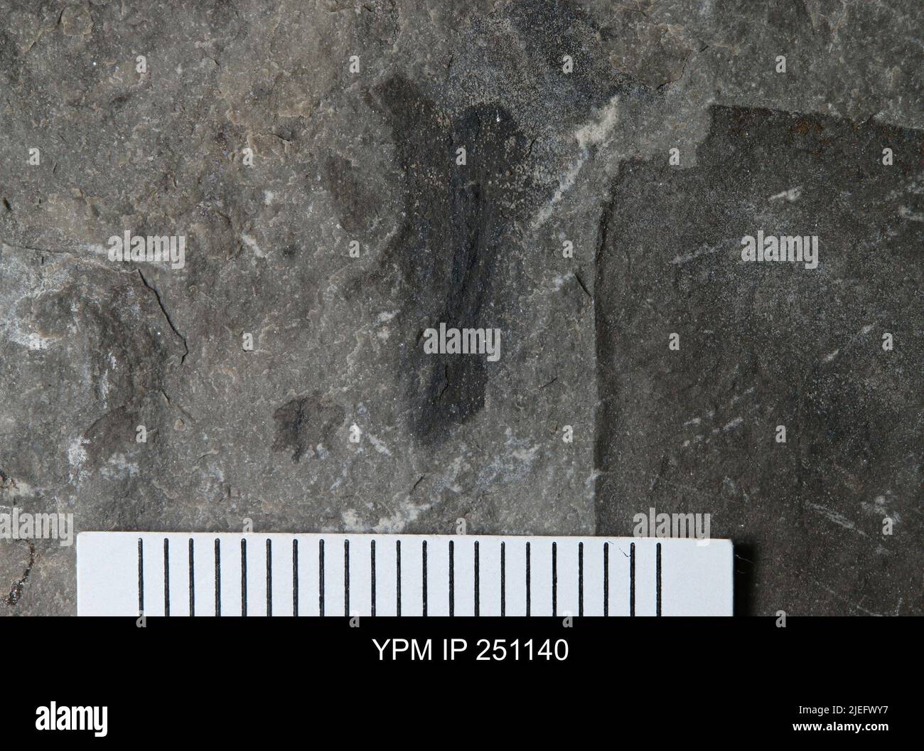 Cooksonia plants hi-res stock photography and images - Alamy