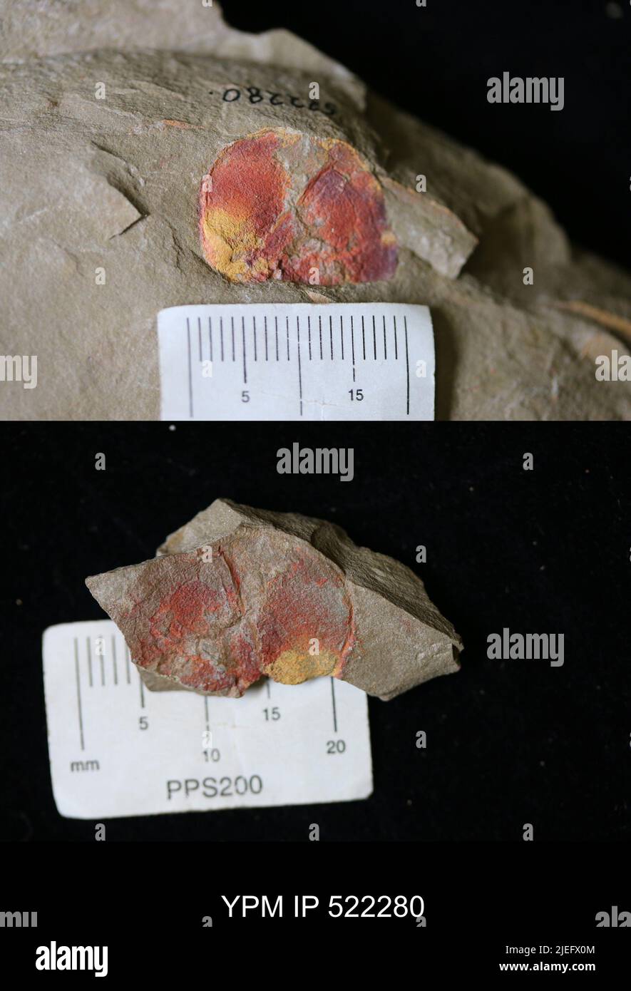 Homalozoa echinoderm hi-res stock photography and images - Alamy