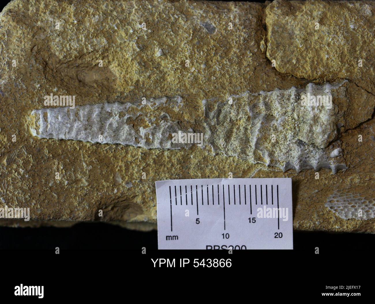 Spyroceras hi-res stock photography and images - Alamy