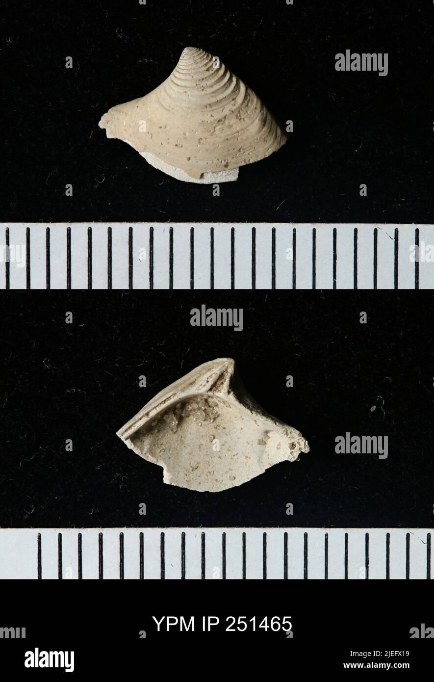 Astarte cuneiformis animalia hi-res stock photography and images - Alamy