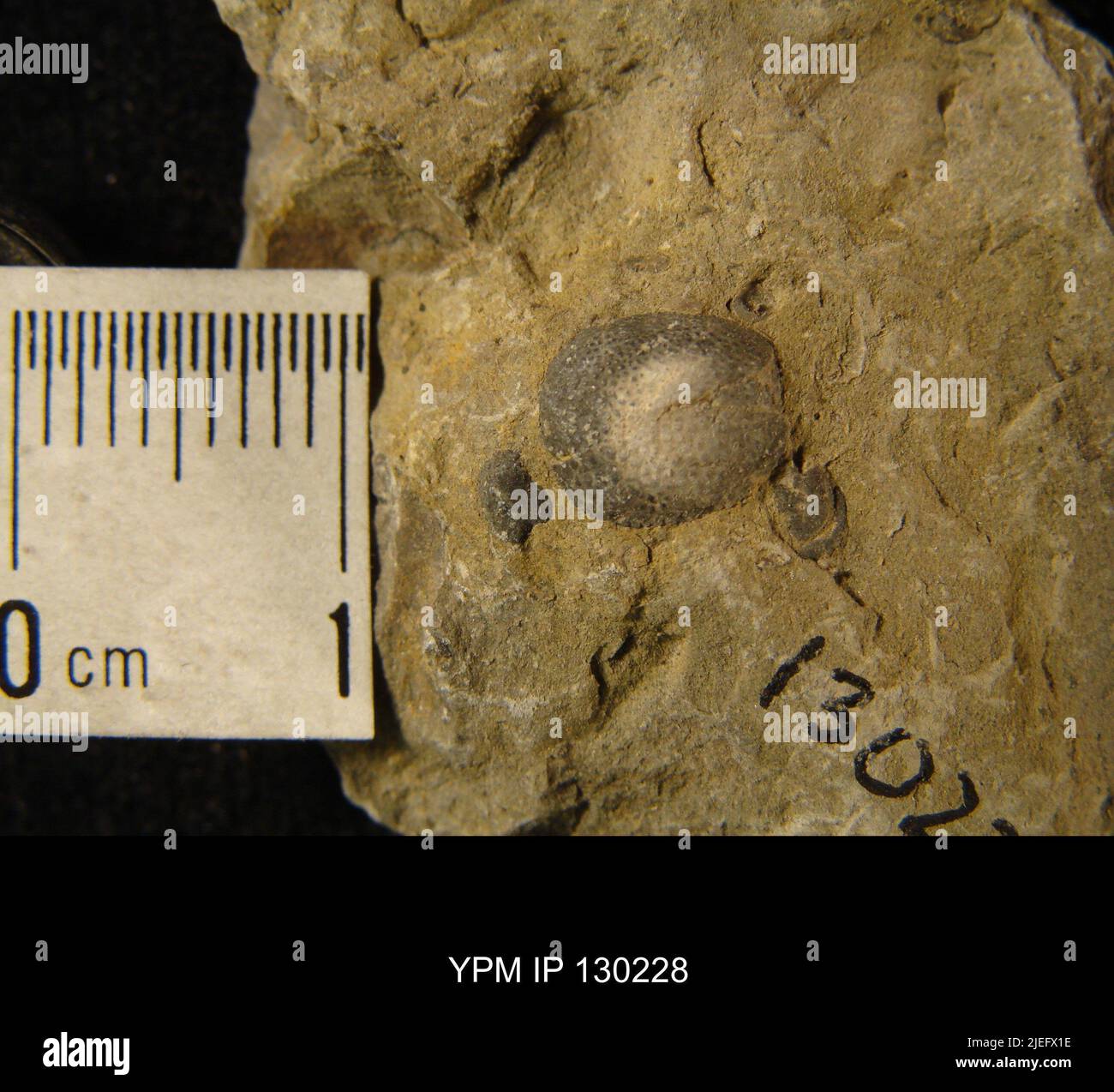 Eldredgeops rana (Green Stock Photo - Alamy