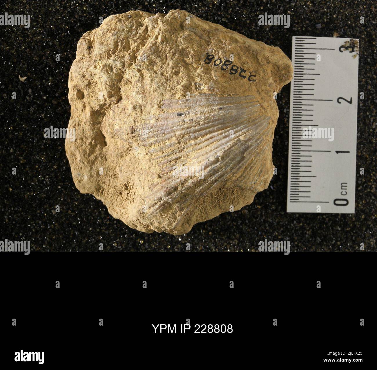 Neospirifer sp animalia hi-res stock photography and images - Alamy