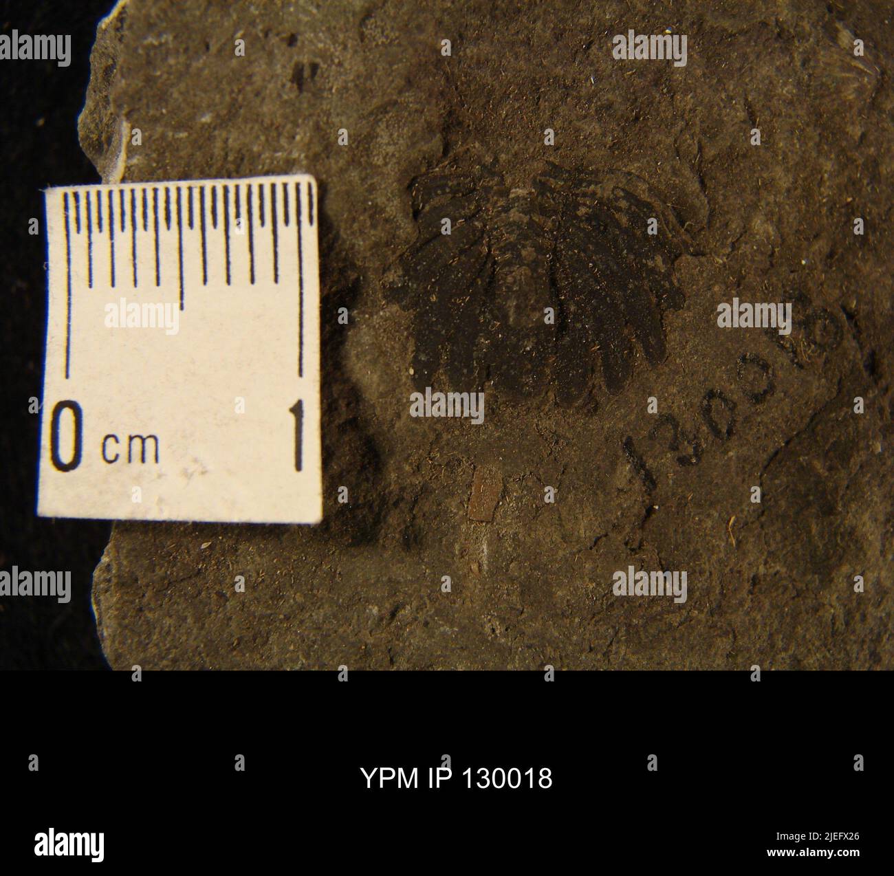 Boothi hi-res stock photography and images - Alamy