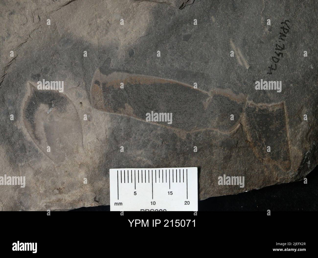 Pterygotus (Acutiramus) macrophthalmus (Hall Stock Photo - Alamy