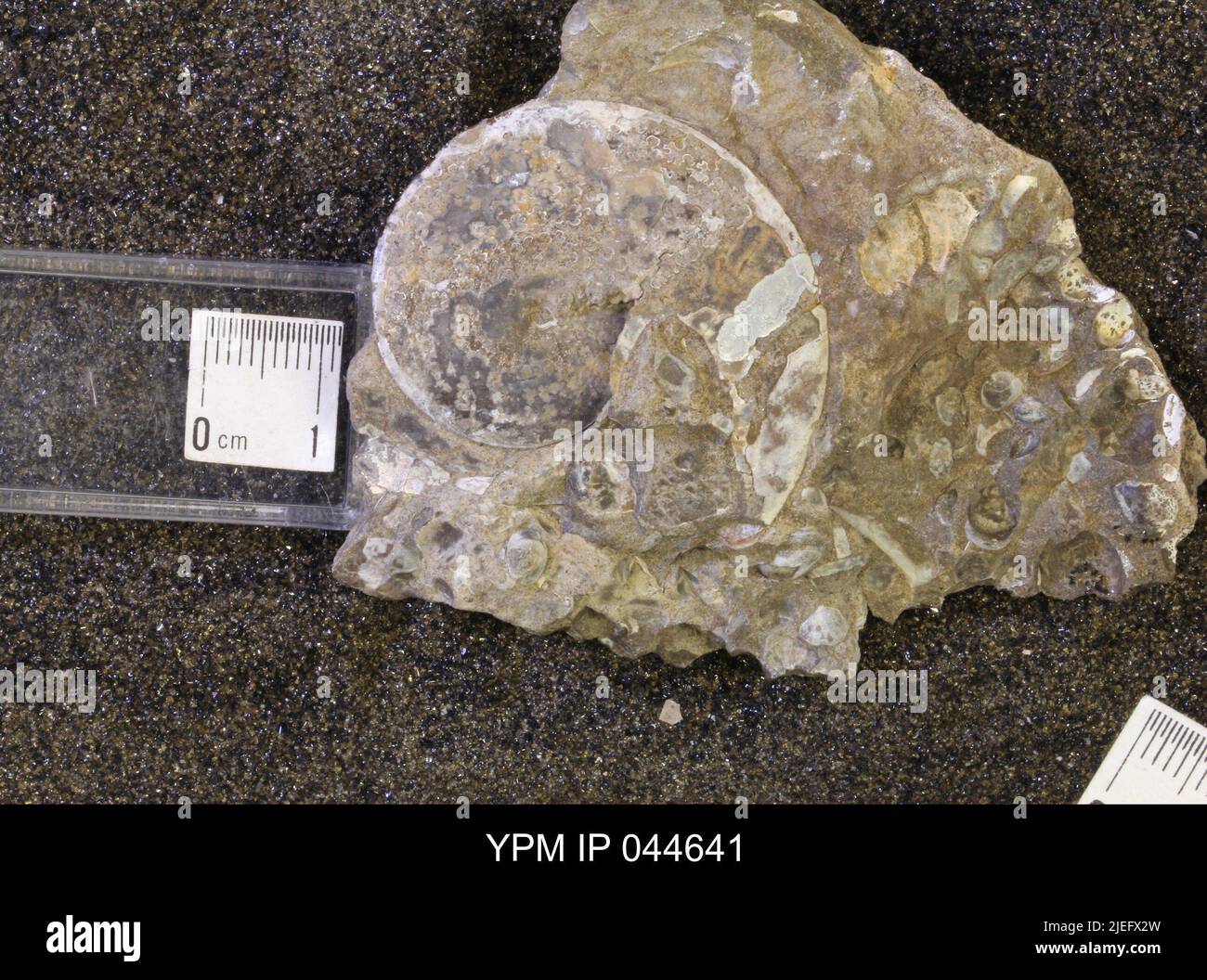 Sphenodiscus lenticularis hi-res stock photography and images - Alamy