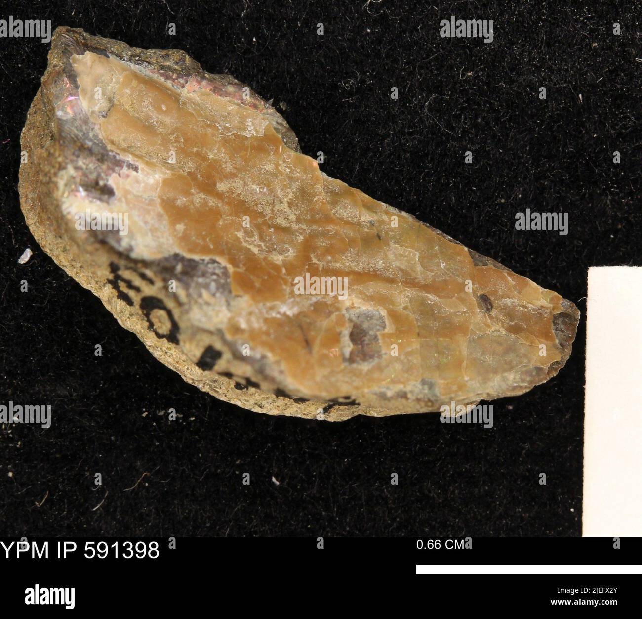 Ammonoidea order hi-res stock photography and images - Alamy