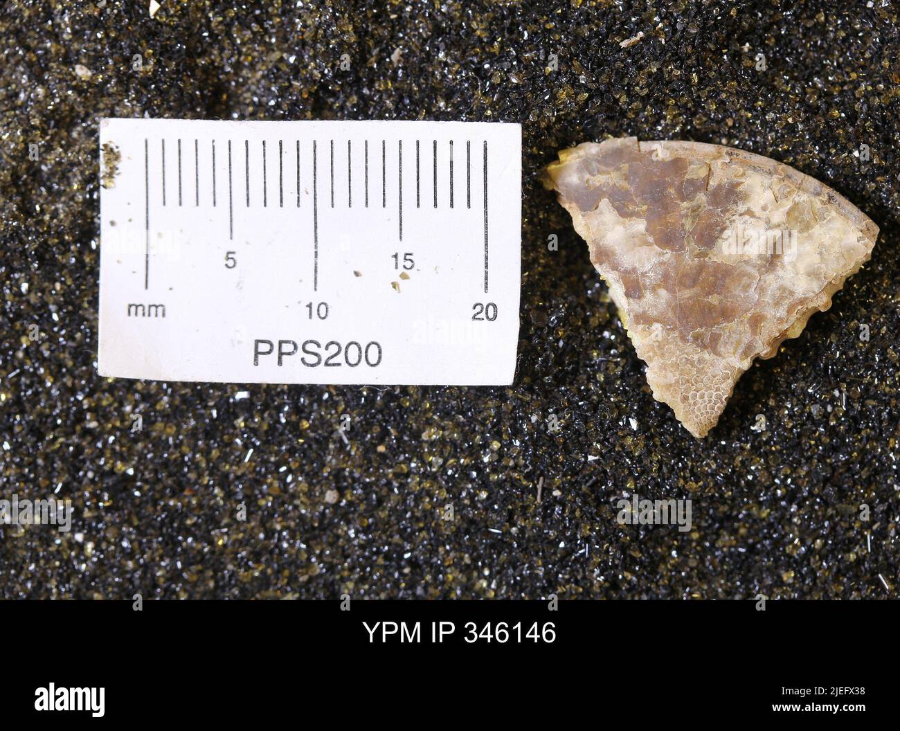 Sphenodiscus sp hi-res stock photography and images - Alamy