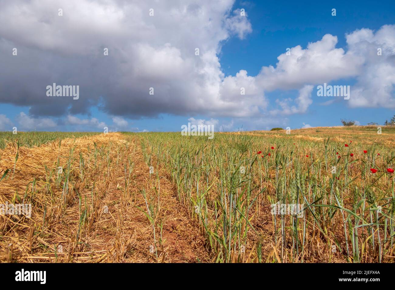 Harvesting. cultivated agricultural field of cut wheat against a blue ...