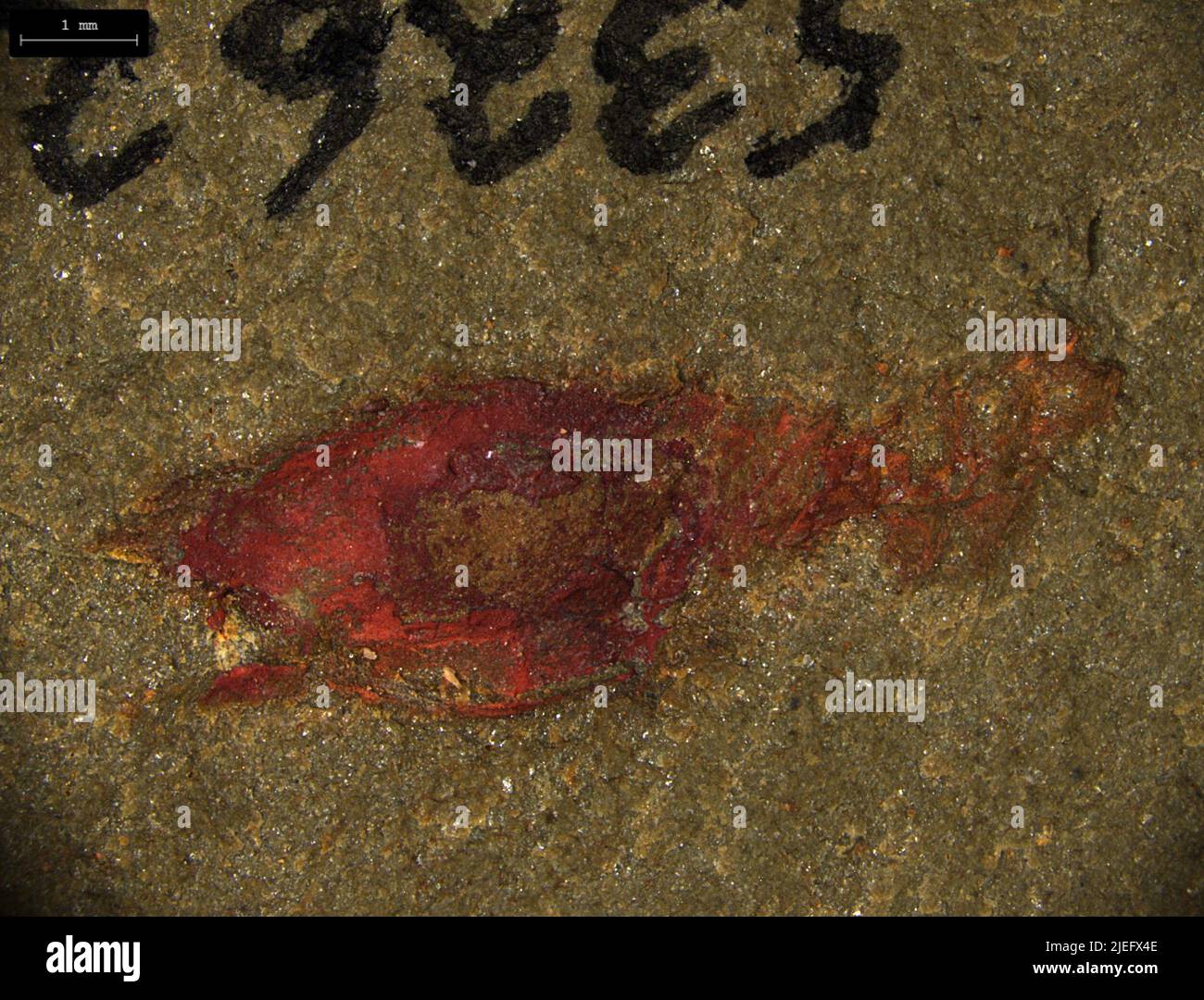 Homalozoa echinoderms hi-res stock photography and images - Alamy