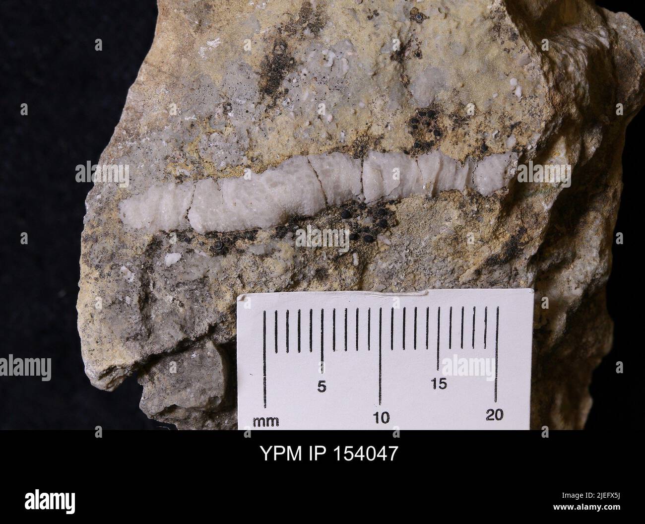 Archaeocyatha hi-res stock photography and images - Alamy