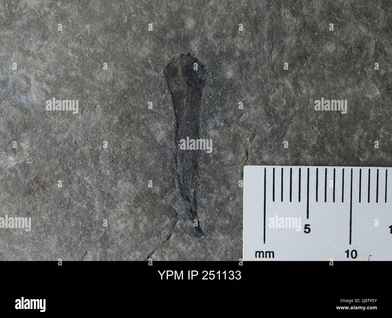 Cooksonia plants hi-res stock photography and images - Alamy