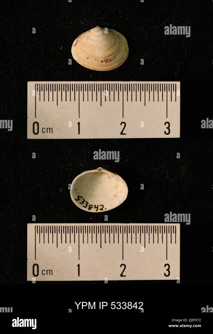 Macoma calcarea gmelin hi-res stock photography and images - Alamy