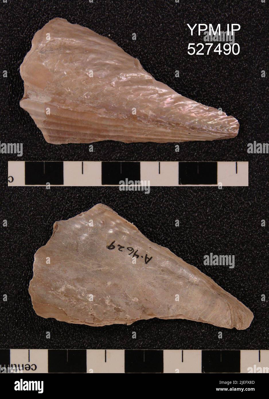 Cf pinna sp hi-res stock photography and images - Alamy