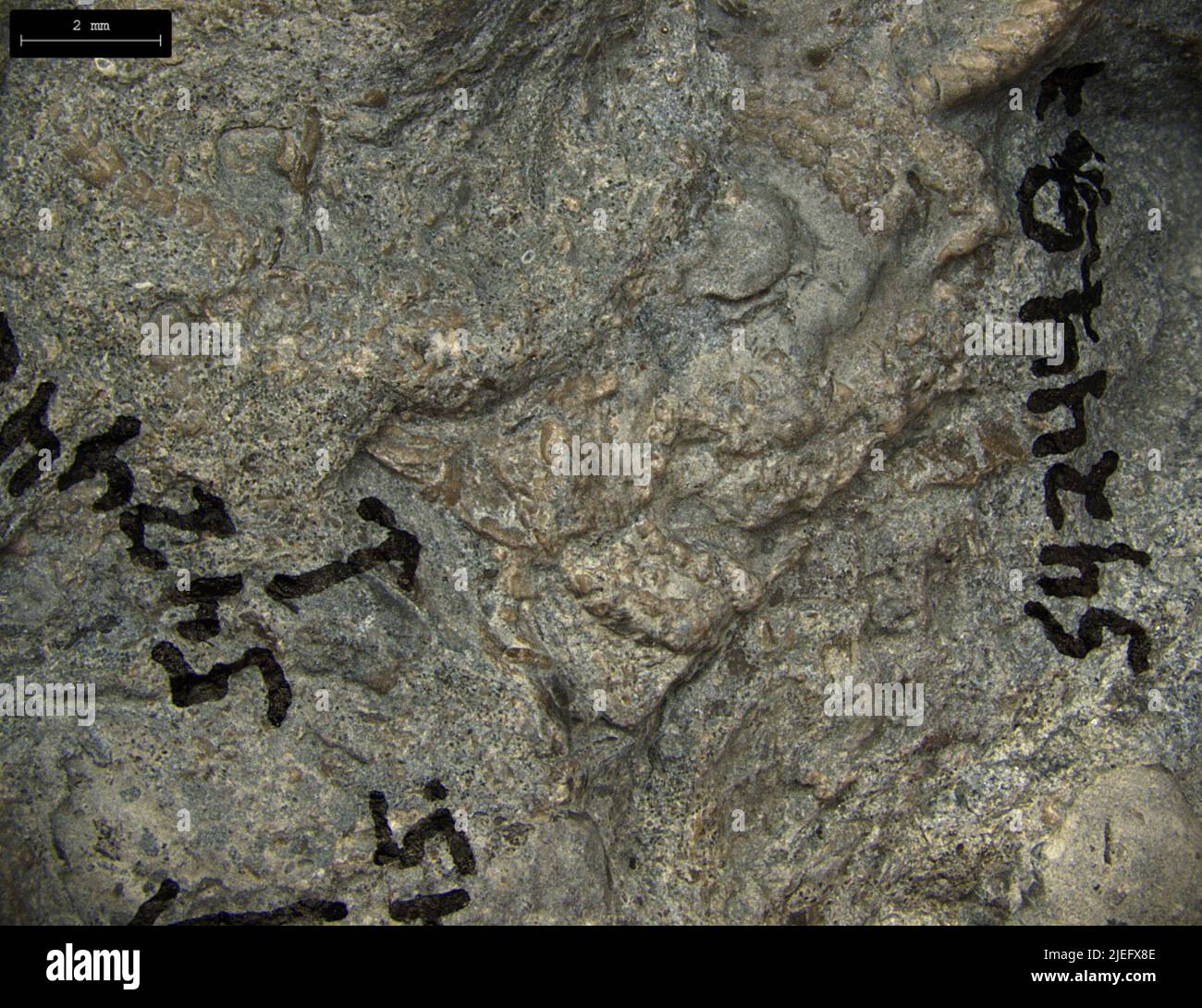 1874 animalia hi-res stock photography and images - Alamy