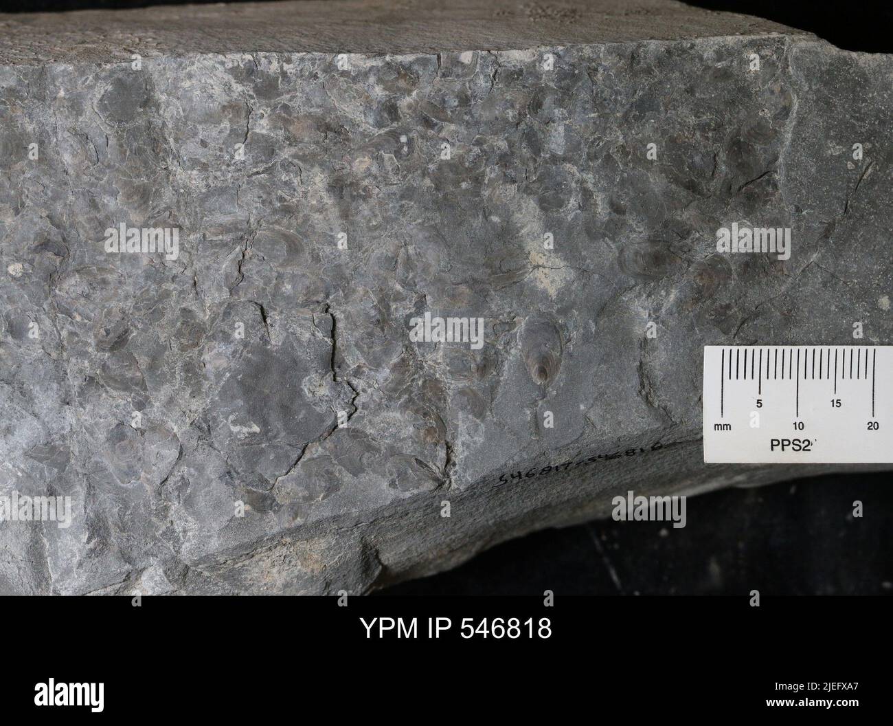 Lingulida hi-res stock photography and images - Alamy