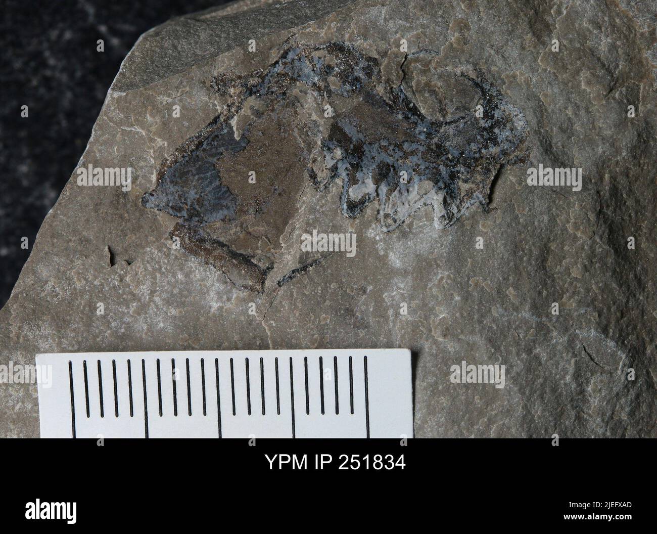 Undet animalia animalia animals hi-res stock photography and images - Alamy